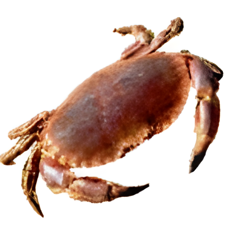 Tourteau - Informations nutritionnelles et calories