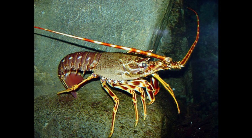 Restaurant Chez Lydia Romainville