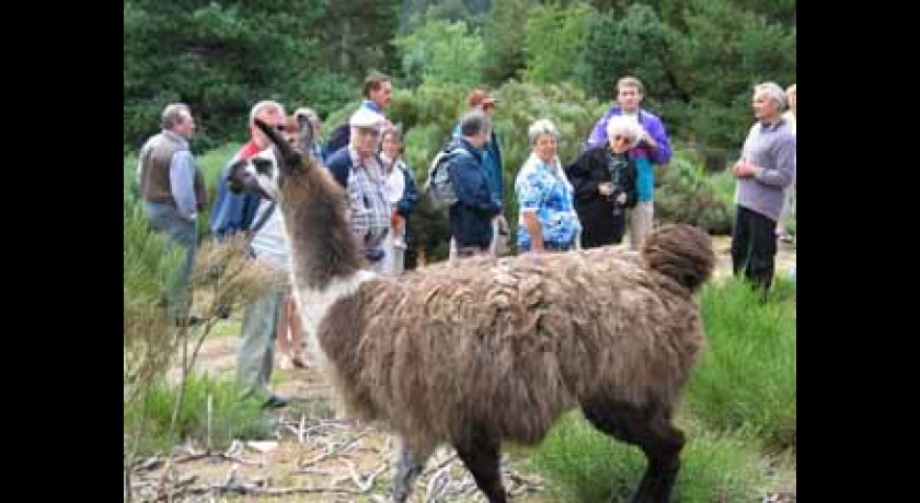 La toison d'or Saint-jean-la-fouillouse tourisme