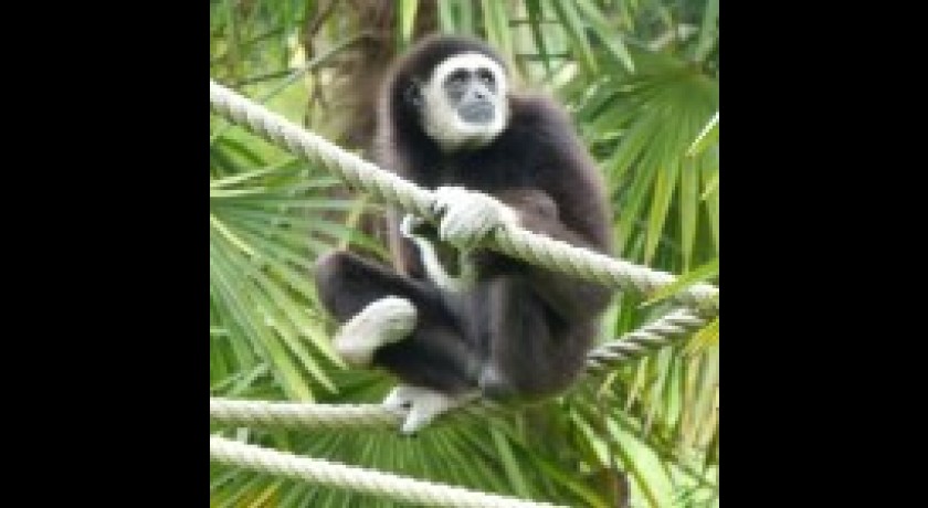 Spaycific'zoo Spay tourisme Parcs d'attraction et de loisirs Spaycific'zoo Spay tourisme Parcs d'attraction et de loisirs