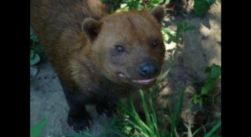 Spaycific'zoo Spay tourisme Parcs d'attraction et de loisirs Spaycific'zoo Spay tourisme Parcs d'attraction et de loisirs